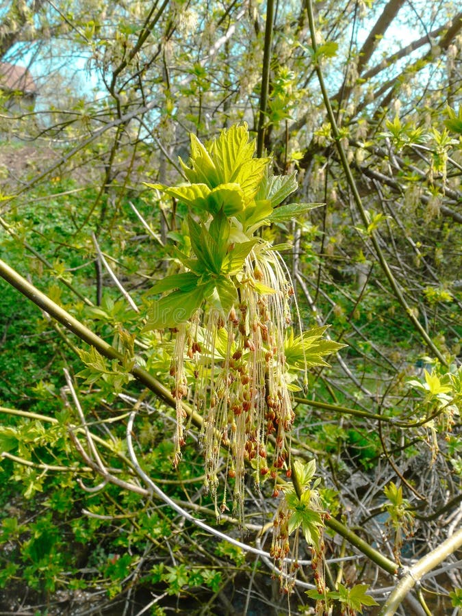 Manitoba Maple Tree in a Green Forest Stock Image - Image of ...