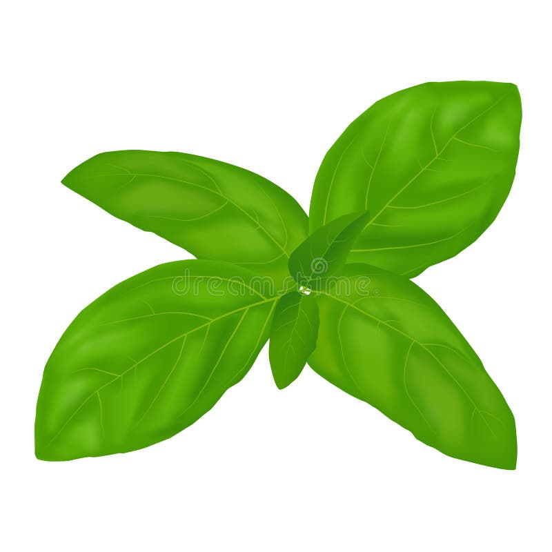 Manjericão no fundo branco ilustração do vetor. Ilustração de orgânico ...