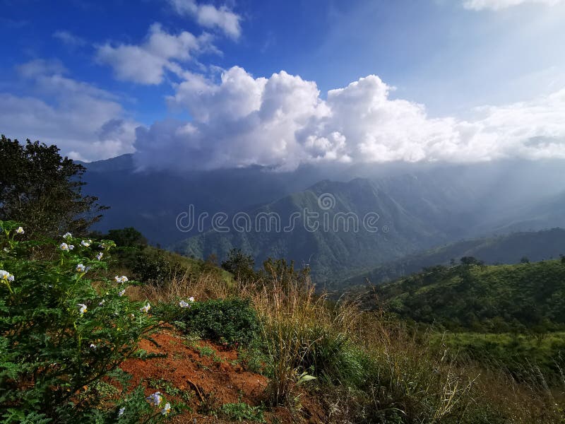 Manjur Stock Photos - Free & Royalty-Free Stock Photos from Dreamstime