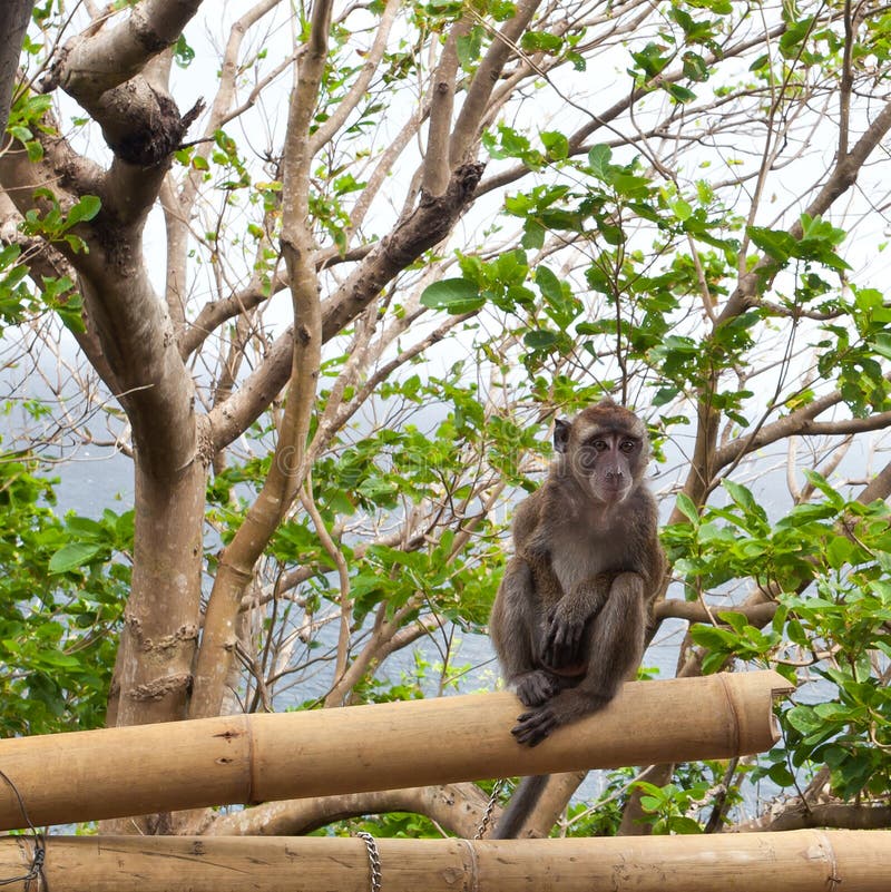 103 Mankey Stock Photos - Free & Royalty-Free Stock Photos from Dreamstime