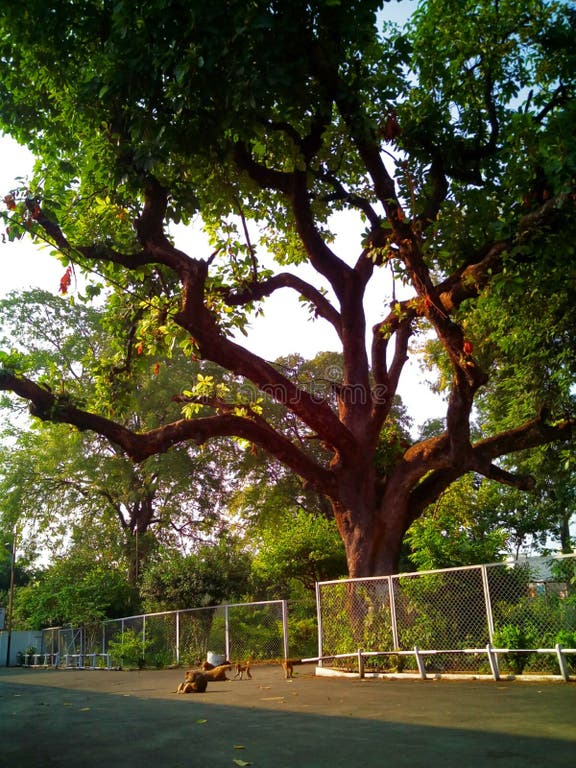 Manky on the Road stock image. Image of manky, form, road - 61631131
