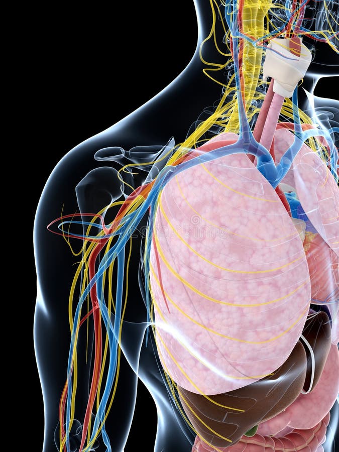 Manlig anatomi stock illustrationer. Illustration av kropp - 28962479