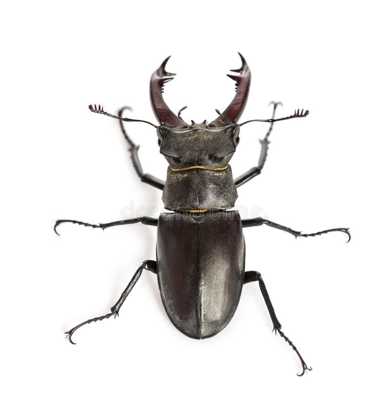 Manlig Ekoxe, Lucanus Cervus Mot Vit Bakgrund Fotografering för ...