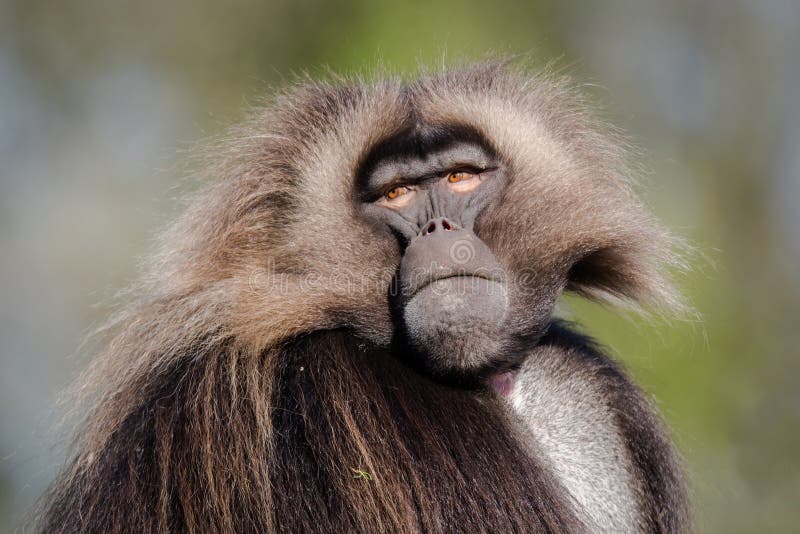 Gelada babianer arkivfoto. Bild av högland, ethiopia - 32323020