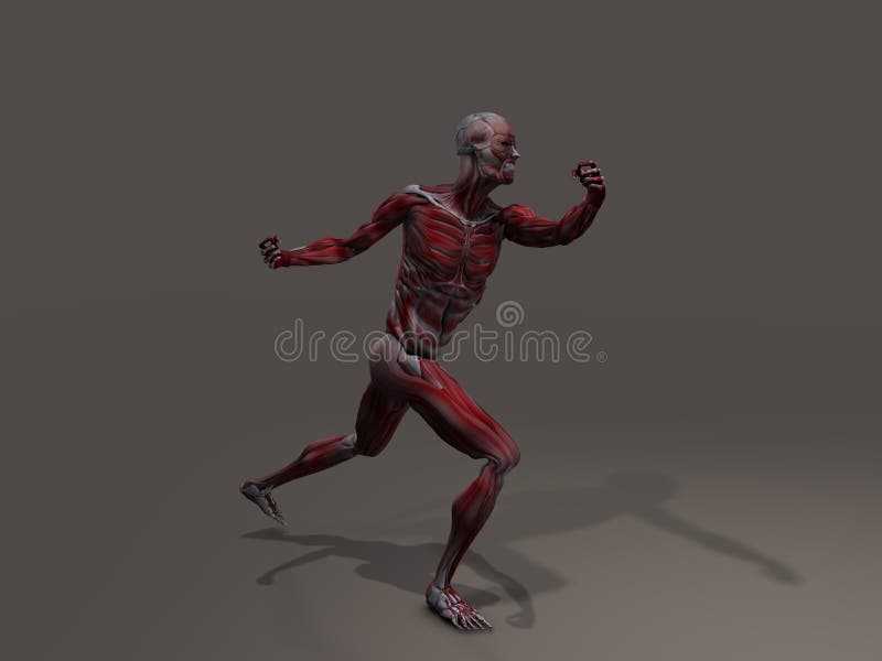 Torso - Muskulatur Av En Kvinnlig Torso, Rygg- Sikt Stock ...