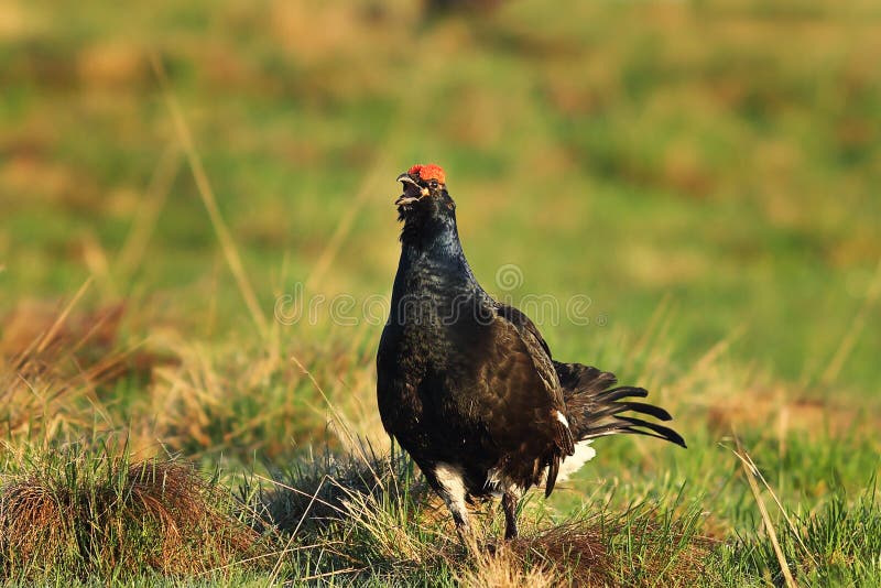 Orre som visar i lek arkivfoto. Bild av svart, lokal - 138104446