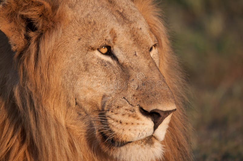 Manligt lejon fotografering för bildbyråer. Bild av natur - 36834121