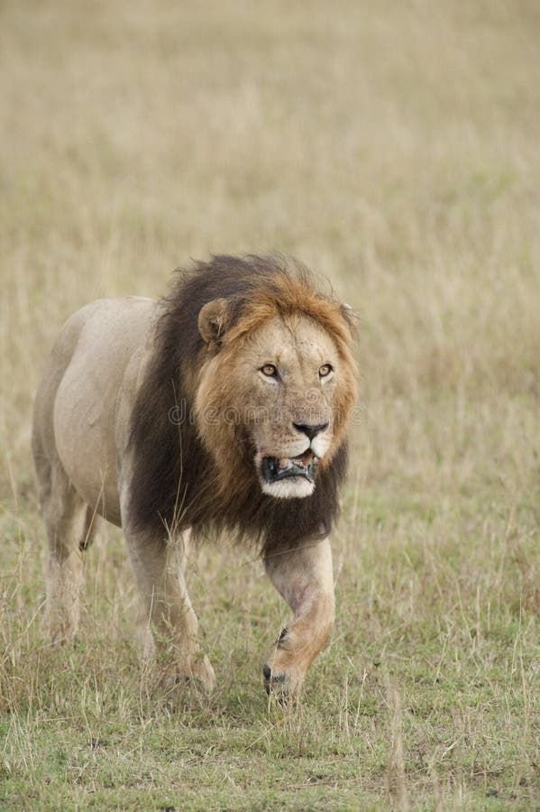 Manligt lejon arkivfoto. Bild av afrika, savann, rovdjur - 34496098