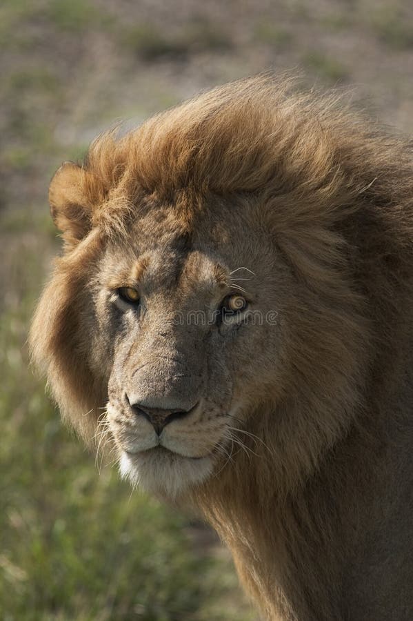 Manligt lejon arkivfoto. Bild av afrika, savann, rovdjur - 34496098