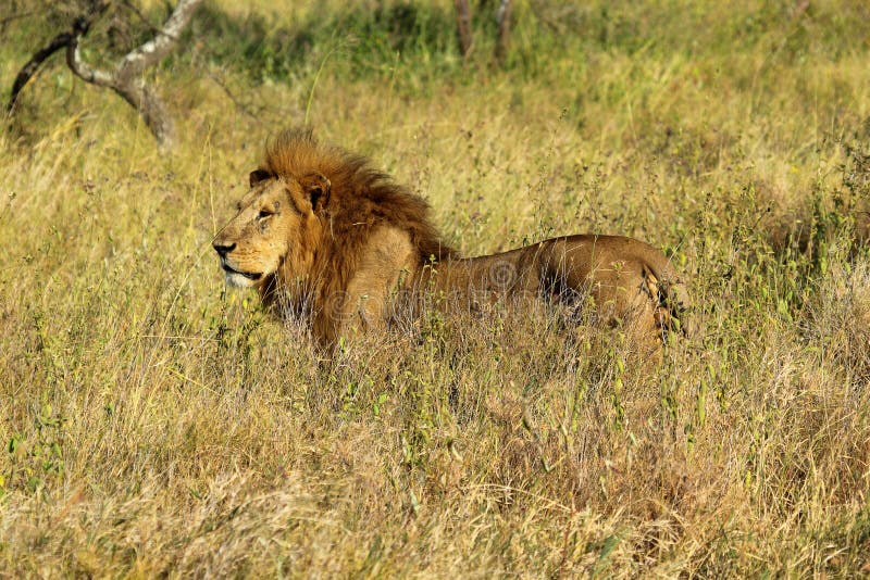 Manligt lejon i savannah arkivfoto. Bild av reserv, savann - 32330104