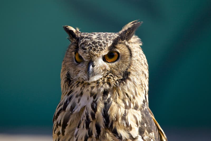Dauntless owl stock image. Image of dauntlessness, darkness - 54210317