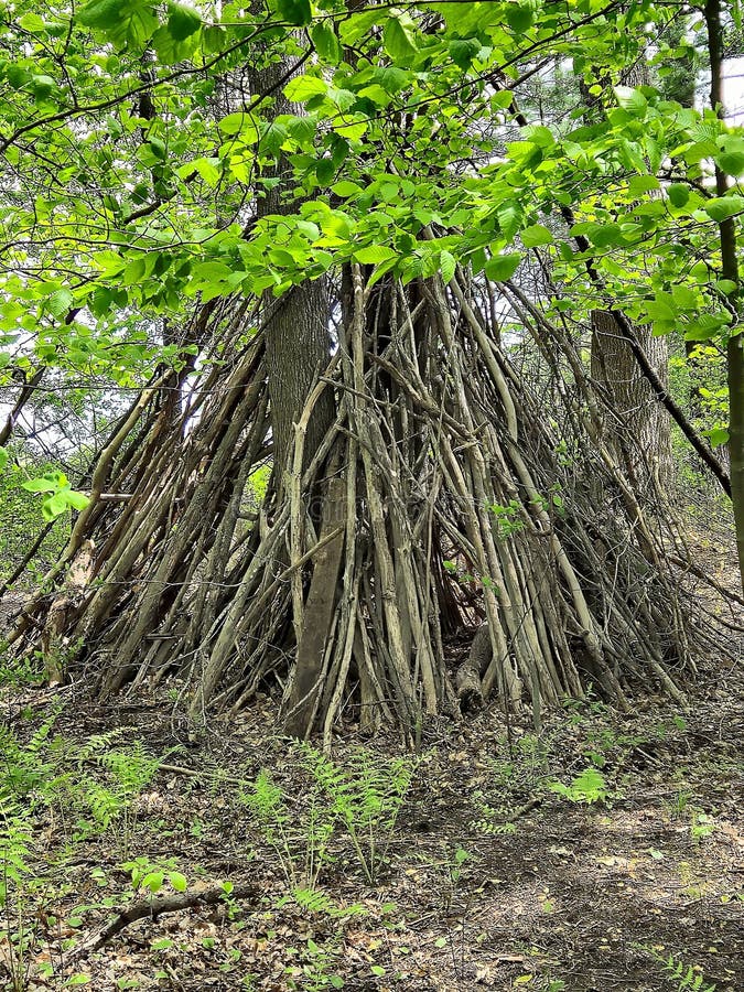 Manmade Tree Fort in Summer Forest Stock Photo - Image of makeshift ...