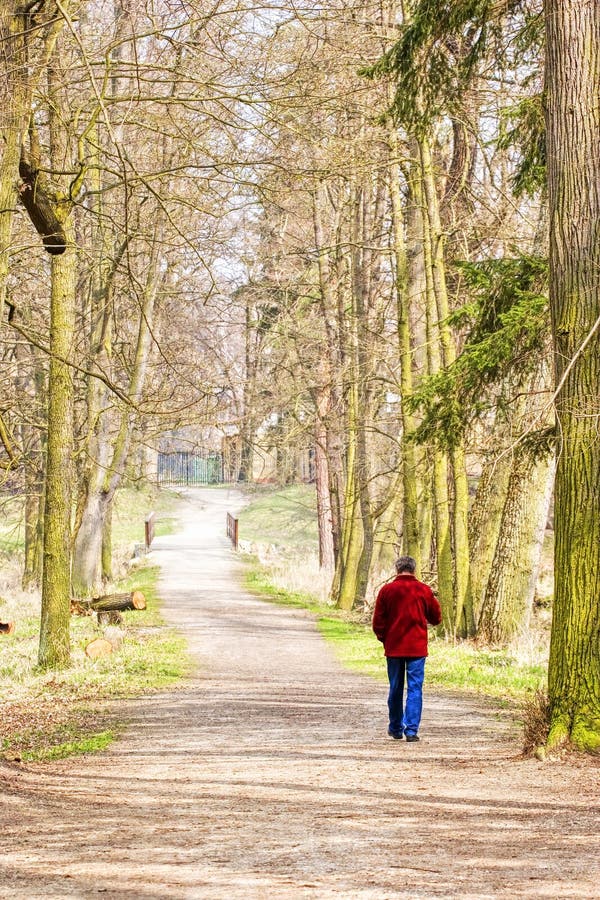 Mann, Der Alleine in Wald Geht Stockfoto - Bild von wald, gesundheit ...