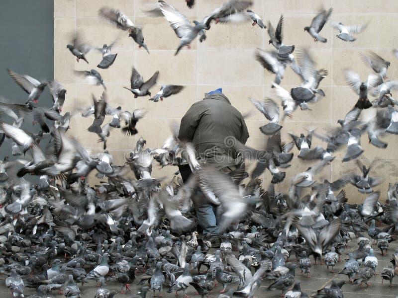 Reihe der Tauben, Paris stockbild. Bild von taube, haupt - 24892597