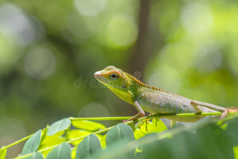 The manned forest lizard stock image. Image of animal - 175323721