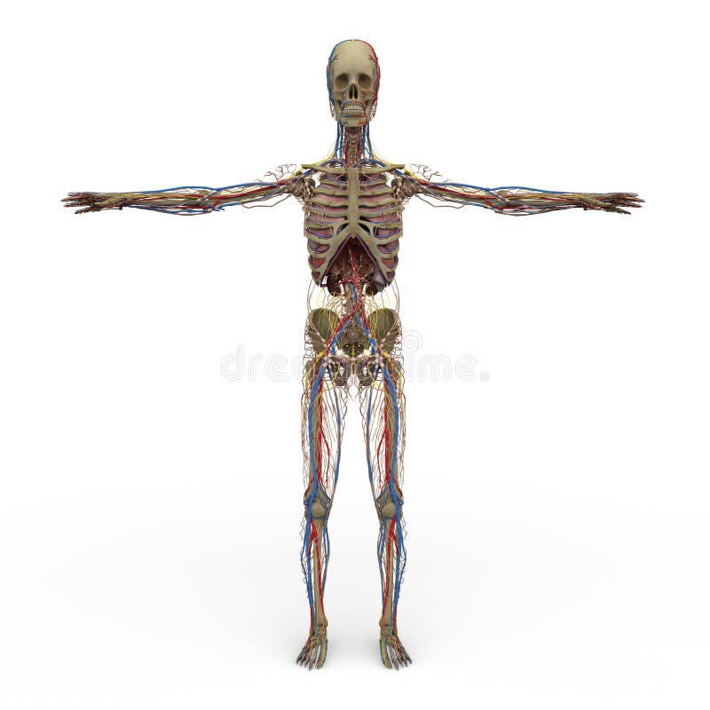 Mannelijke anatomie stock illustratie. Illustration of wetenschap ...