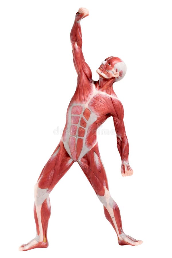 Spierstelsel Van Het Menselijk Lichaam. Spieranatomie. Spierstructuur ...