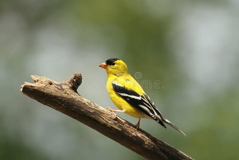 Amerikaanse Distelvink stock afbeelding. Image of kanarie - 15422869