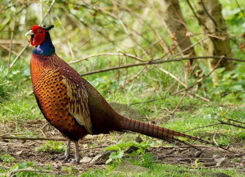 Manlijke Fazant / Phasianus Colchicus Stock Foto - Image of dieren ...
