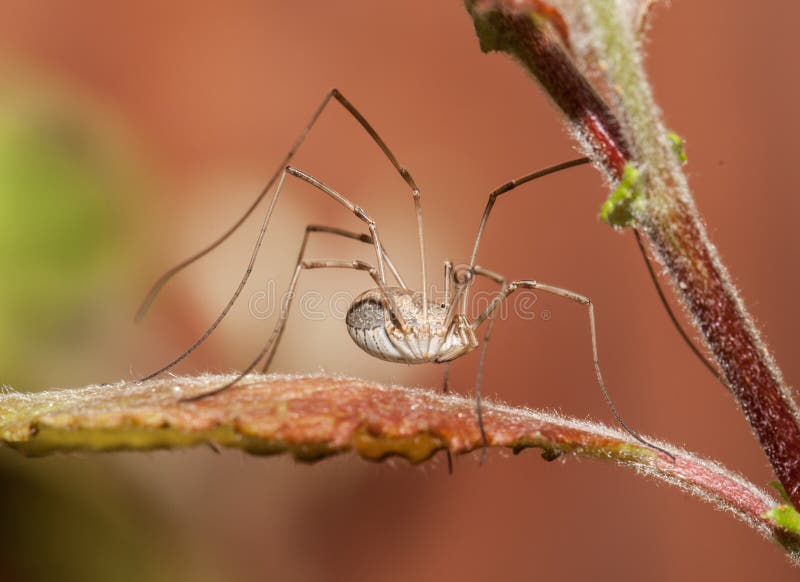 Mannelijke oogstspinnen stock foto. Image of bruin, engeland - 26124944