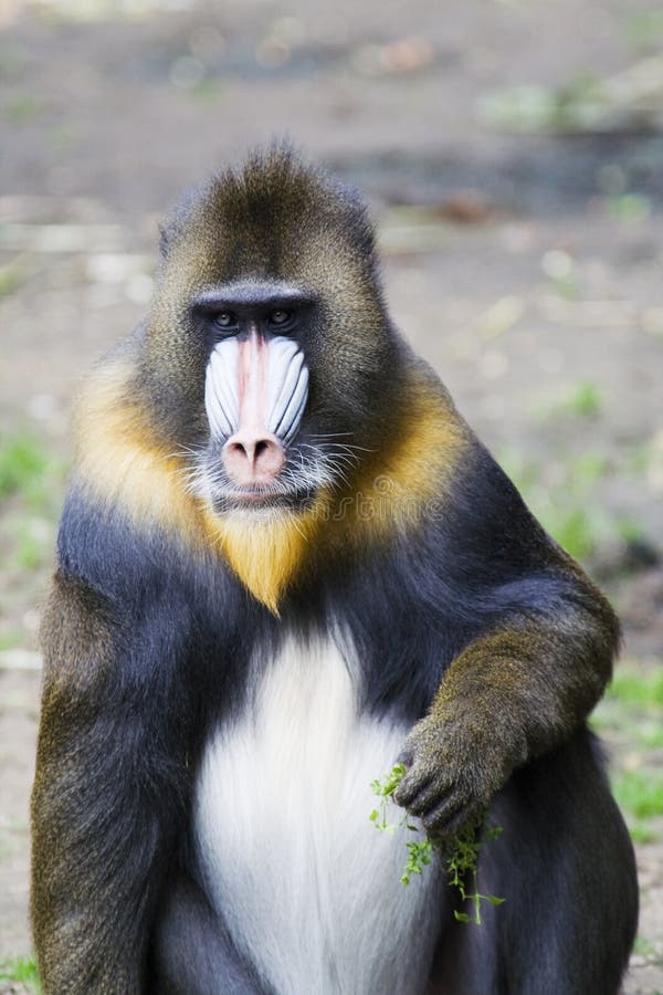 De Mandril van de aap stock foto. Image of exotisch, afrika - 2225576