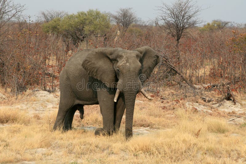 Mannelijke olifant stock afbeelding. Image of oren, groot - 18965175