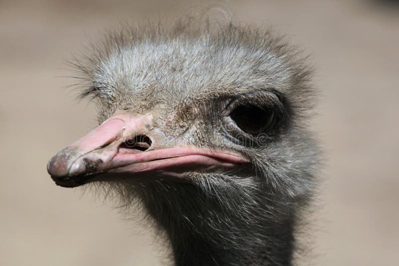 De Struisvogel (Struthio-camelus) Inspecteert Zijn Eieren in Het Nest ...