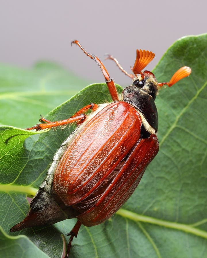 Mannetje Van Junikever Op Eiken Bladeren Stock Afbeelding - Image of ...