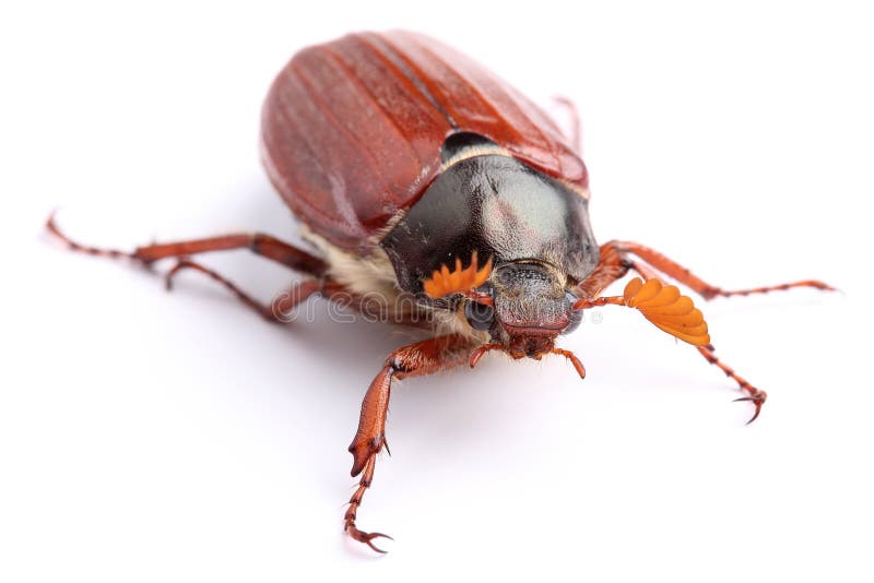 Mannetje Van Junikever Op Wit Stock Foto - Image of macro, mannetje ...