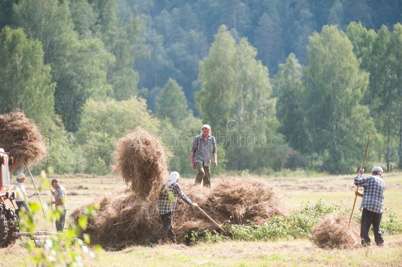 Heuernte stockbild. Bild von arbeit, wiese, dorf, weide - 63777443