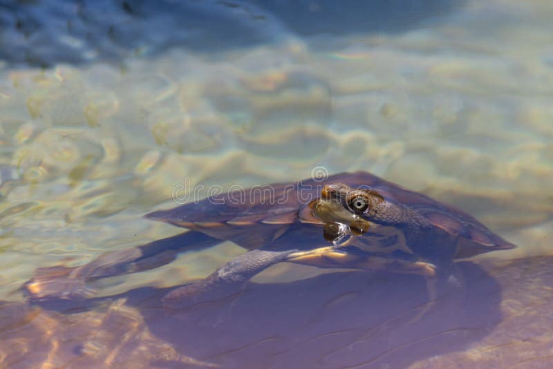 Manning River Turtle stock photo. Image of turtle, wildlife - 299477390