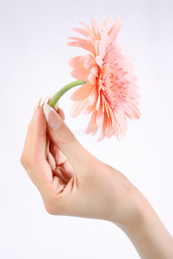 Mano con la flor imagen de archivo. Imagen de cuidado - 25516099