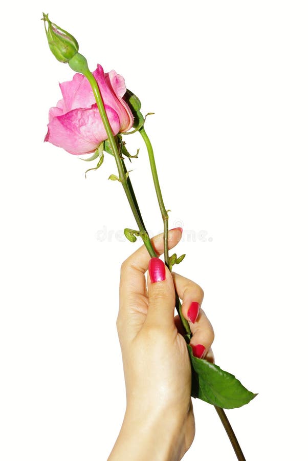Mano con Rosa fotografia stock. Immagine di nomi, flirtare - 14296362