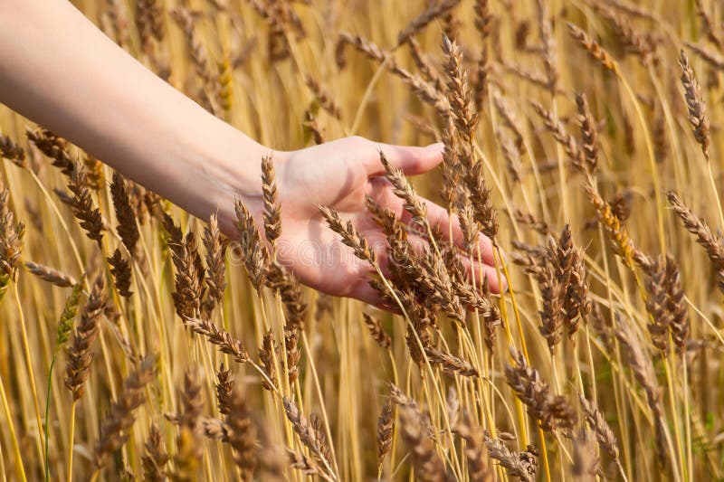 El Trigo Brota En Una Mano Del ` S Del Granjero Granjero Walking ...