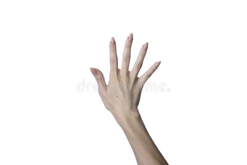 Mano De Mujer Joven Aislada De Fondo Blanco. Imagen de archivo - Imagen ...