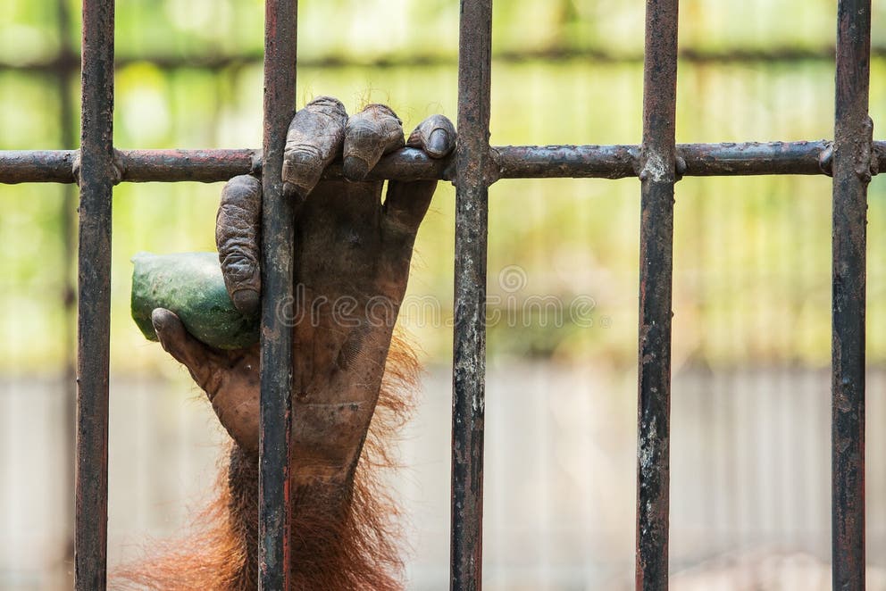 Mano del chimpancé imagen de archivo. Imagen de humano - 38000401