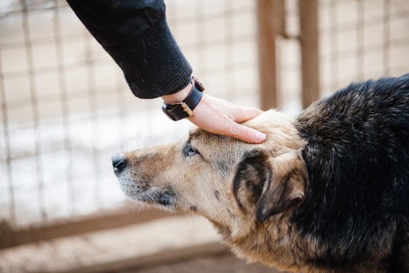 Mano Del Perro Y Del Ser Humano Imagen de archivo - Imagen de tristeza ...
