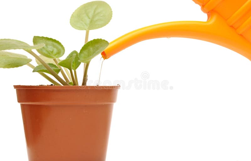 Poder de riego imagen de archivo. Imagen de humedad, implante - 23074007