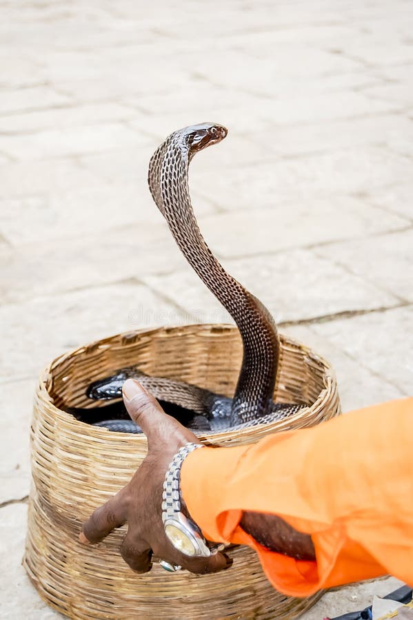 Mano Della Cobra Del Serpente Fotografia Stock - Immagine di ...