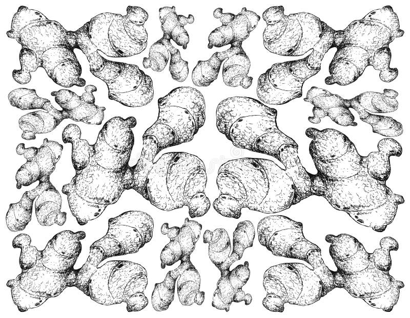 Mano Dibujada De Ginger Root En El Fondo Blanco Ilustración del Vector ...