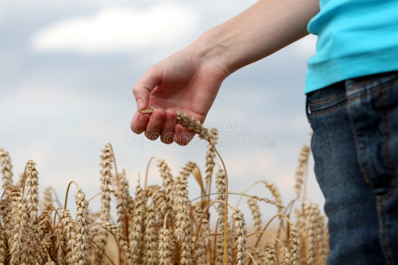 Mano en campo de trigo imagen de archivo. Imagen de hornada - 6446137