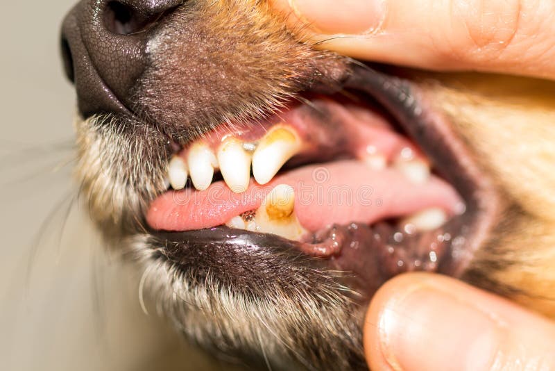 Mano Humana En Una Boca Del Perro Foto de archivo - Imagen de salud ...