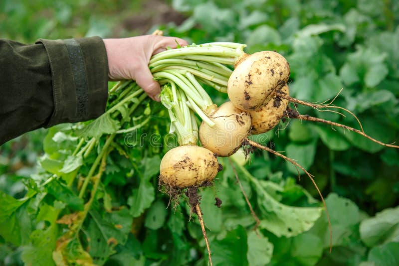 Plantas de nabo foto de archivo. Imagen de verde, hoja - 16917934