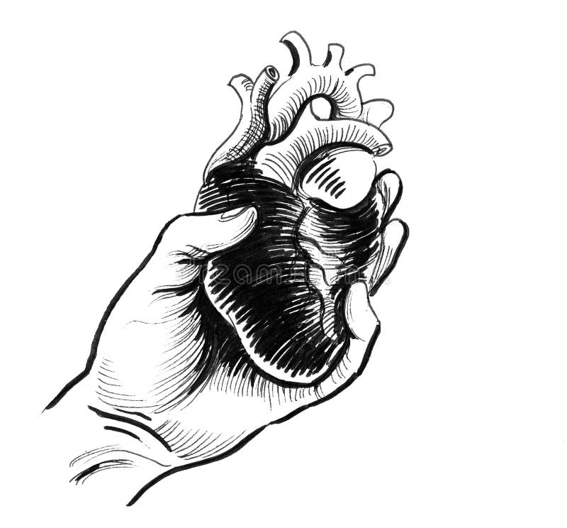 Mano Que Lleva a Cabo Un Corazón Humano Stock de ilustración ...