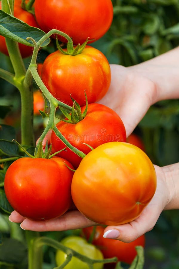 Racimo del tomate imagen de archivo. Imagen de ingrediente - 24466825