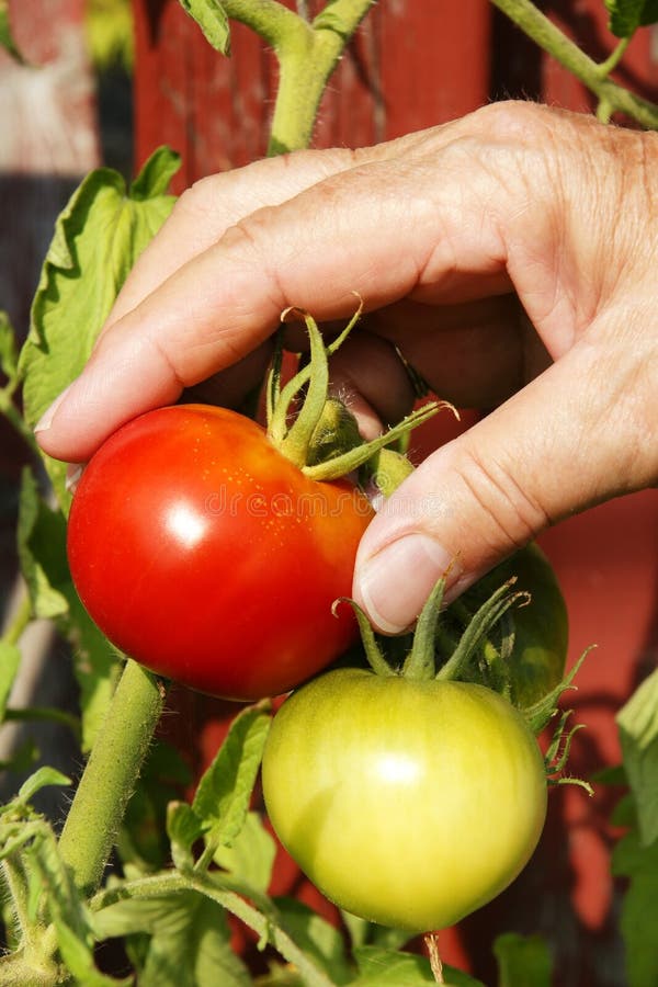 Mano Verticale Che Seleziona Pomodoro Rosso Fotografia Stock - Immagine ...