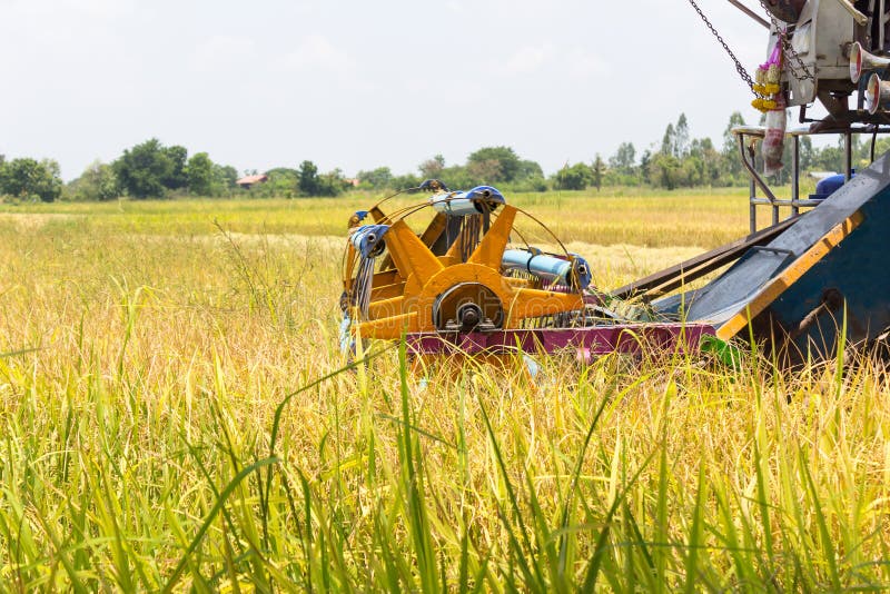 Manodopera Agricola Che Raccoglie Riso Immagine Stock - Immagine di ...