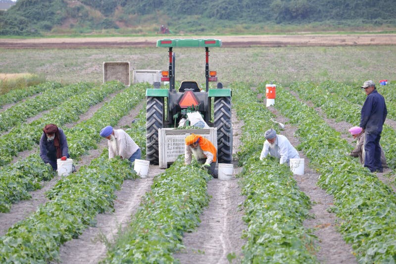 Manodopera Agricola Sikh Canadese Immagine Stock Editoriale - Immagine ...