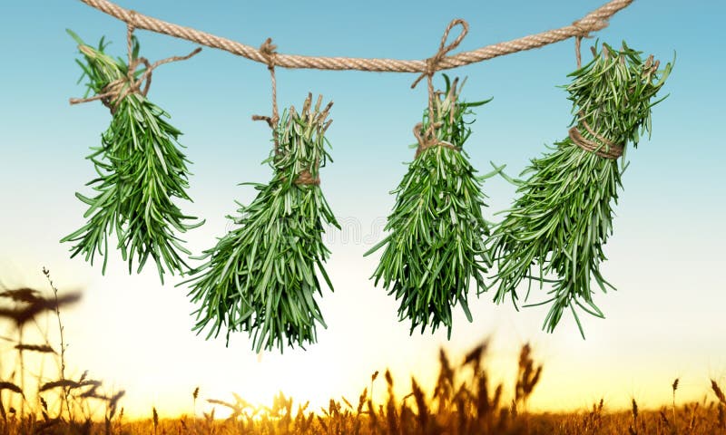 Manojo foto de archivo. Imagen de coriandro, manojo - 119512584