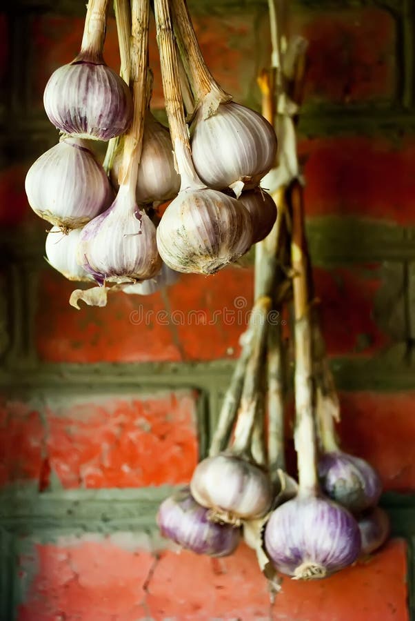 Manojo de ajo foto de archivo. Imagen de condimento, texturizado - 16178694